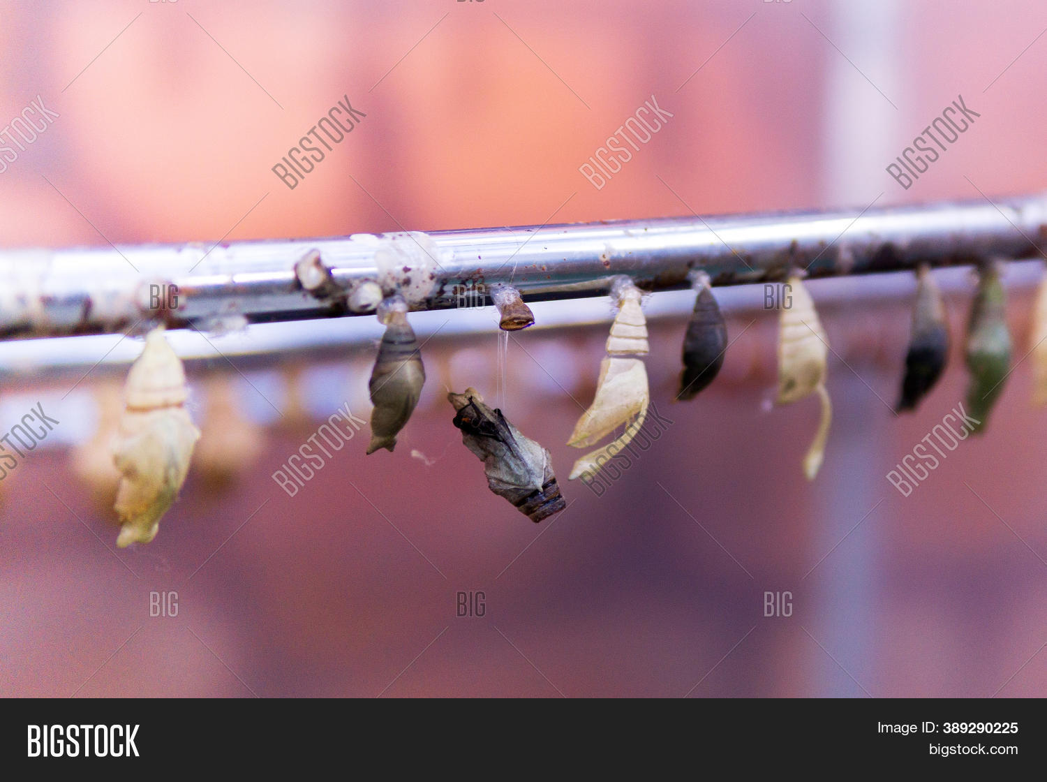 Cocoon Tropical Image & Photo (Free Trial) | Bigstock