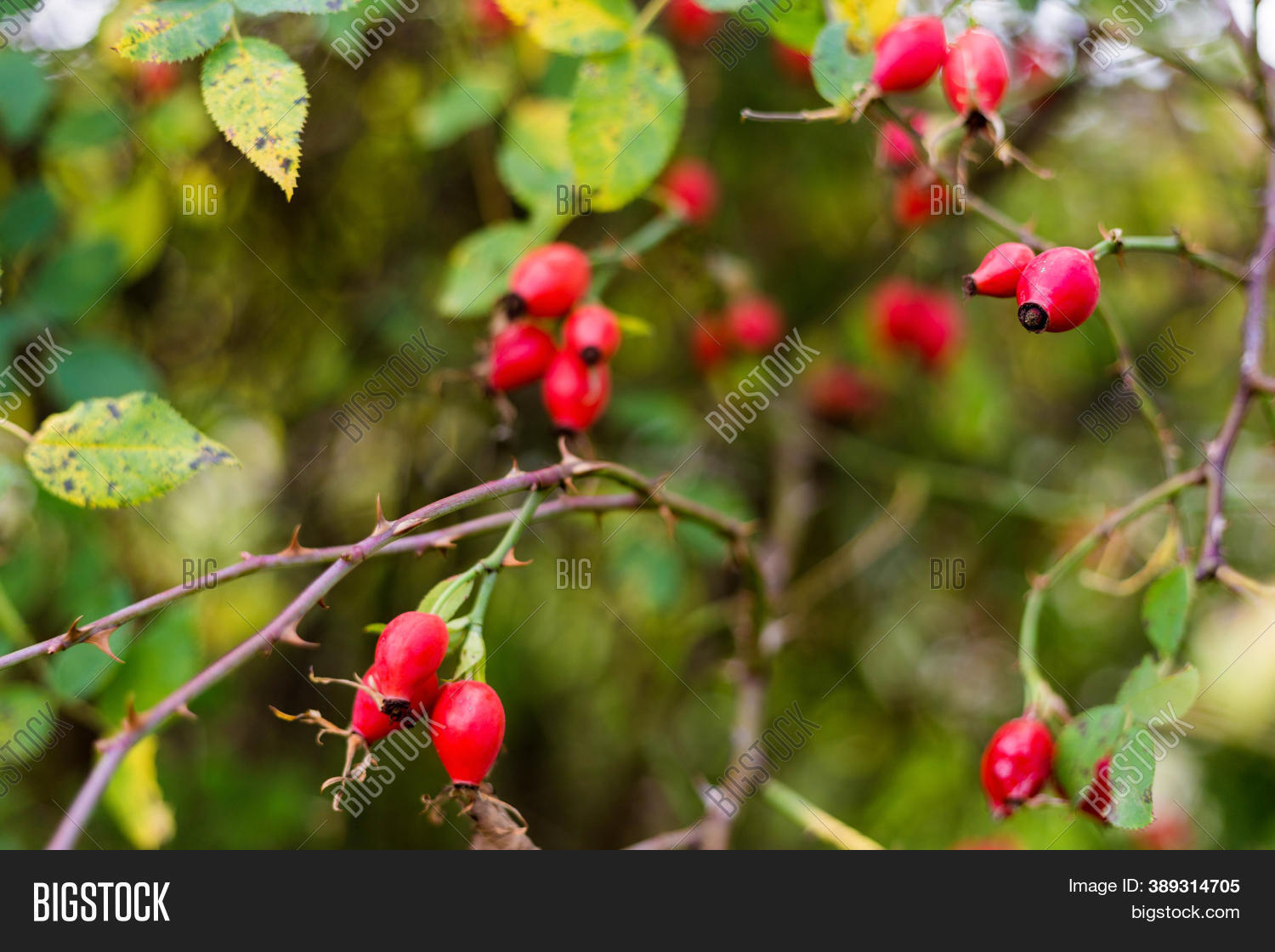 Ripe Red Autumn Briar Image & Photo (Free Trial) | Bigstock