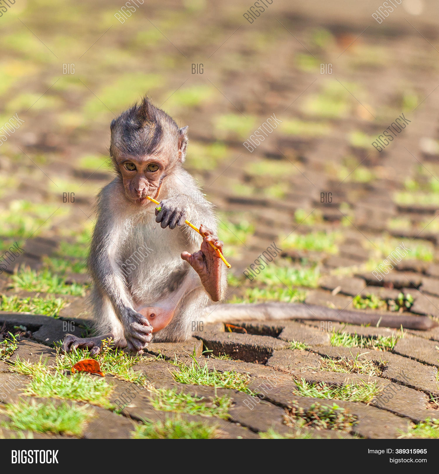 Charming Little Monkey Image & Photo (Free Trial) | Bigstock