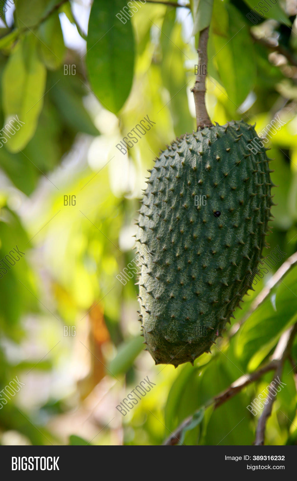Soursop Plantation Image & Photo (Free Trial) | Bigstock