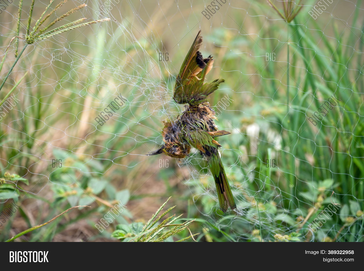 Bird Hang On Bird Net Image & Photo (Free Trial) | Bigstock