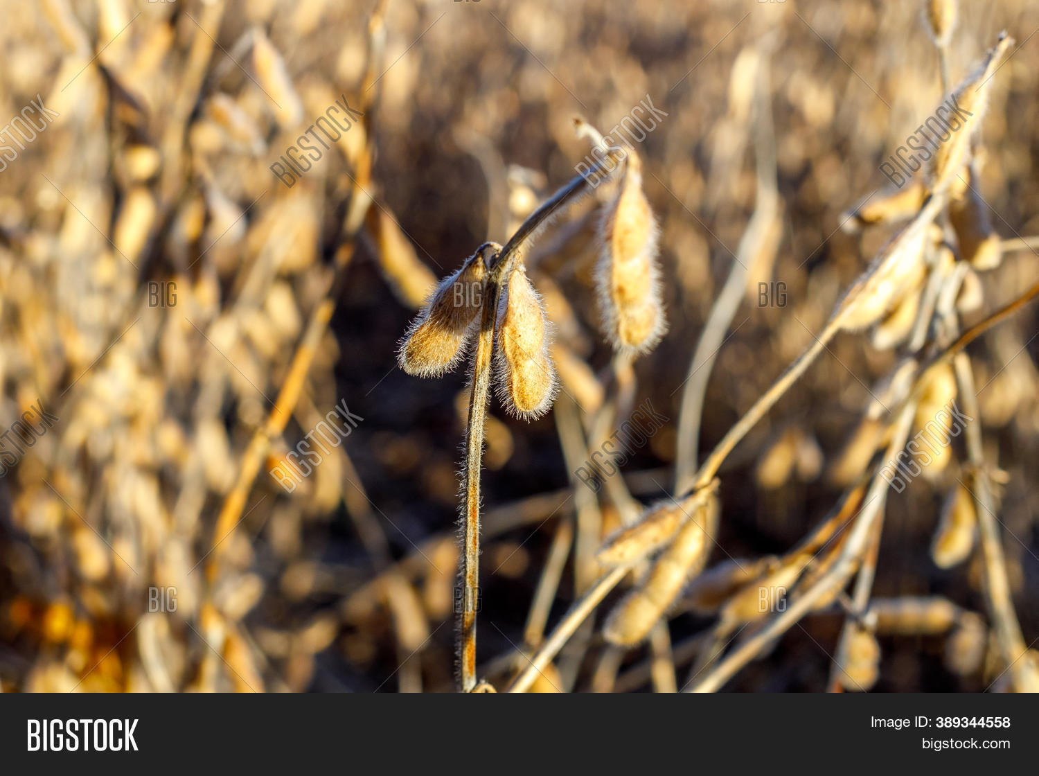 Soybean Field Early Image & Photo (Free Trial) | Bigstock