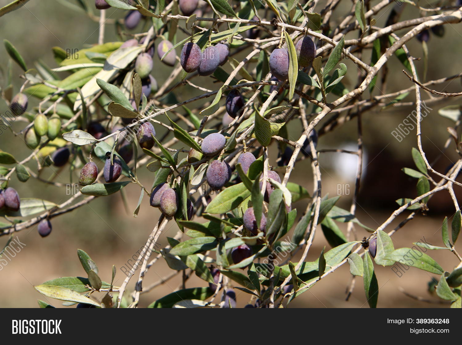 Ripe Olives On Image & Photo (Free Trial) | Bigstock