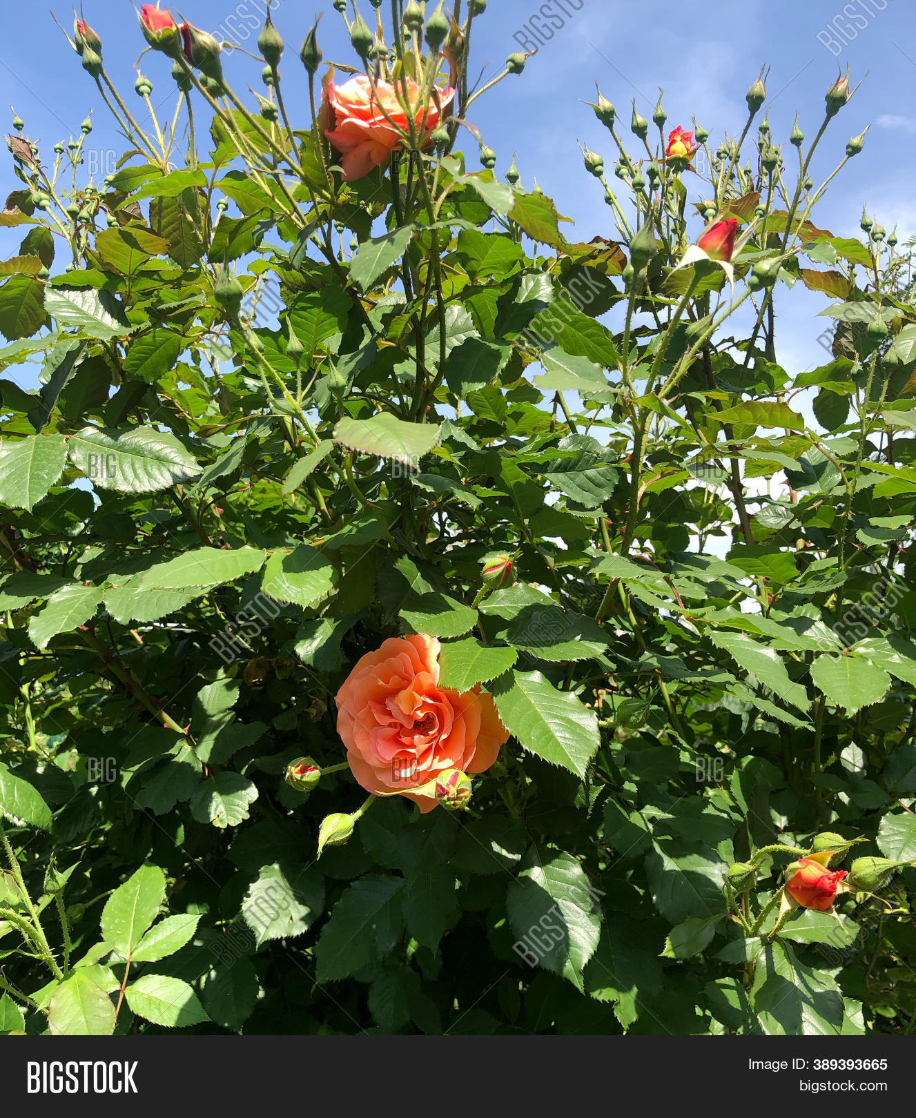 Bush Beautiful Orange Image & Photo (Free Trial) | Bigstock