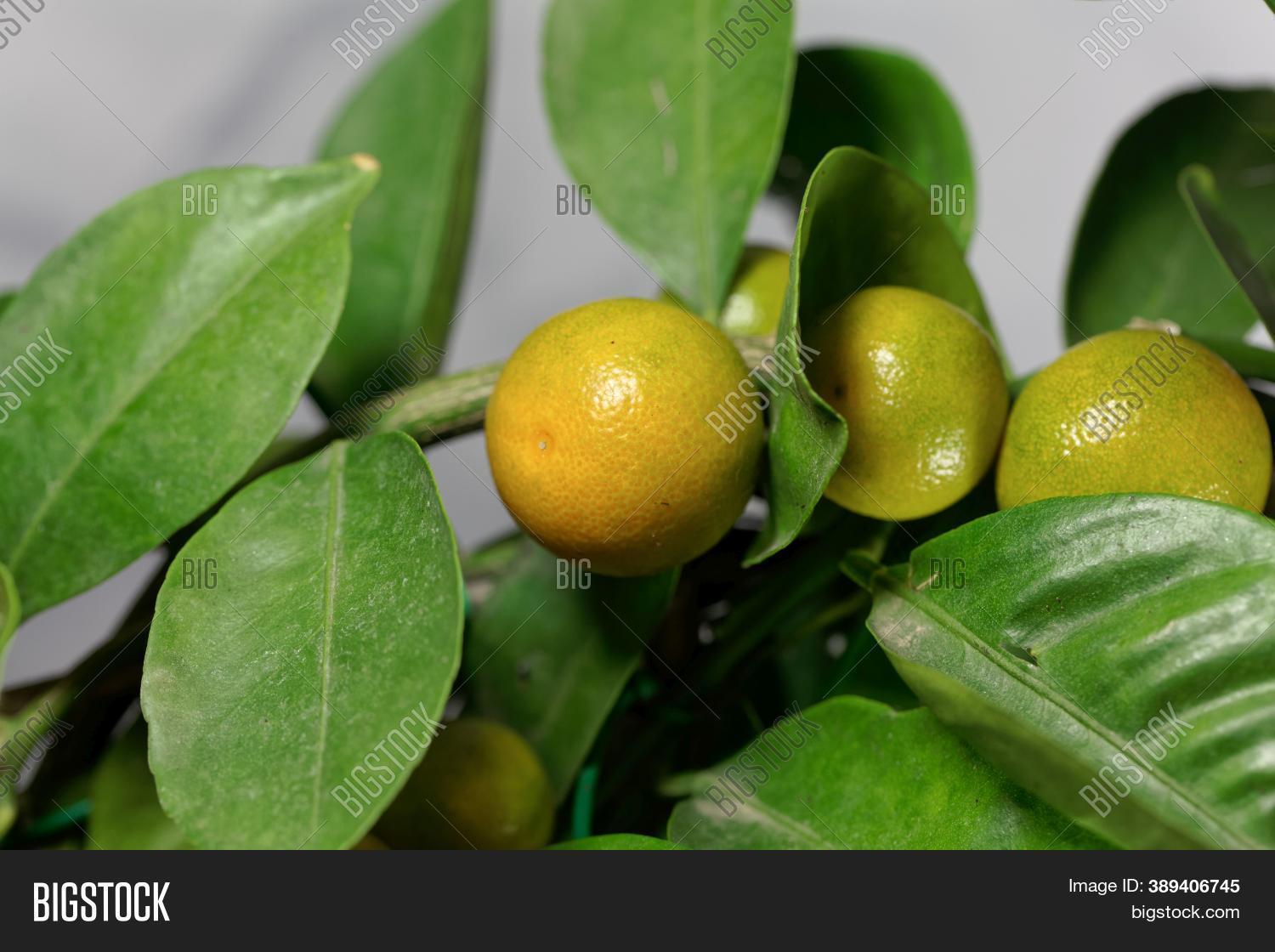 Fruits Calamansi, Image & Photo (Free Trial) | Bigstock