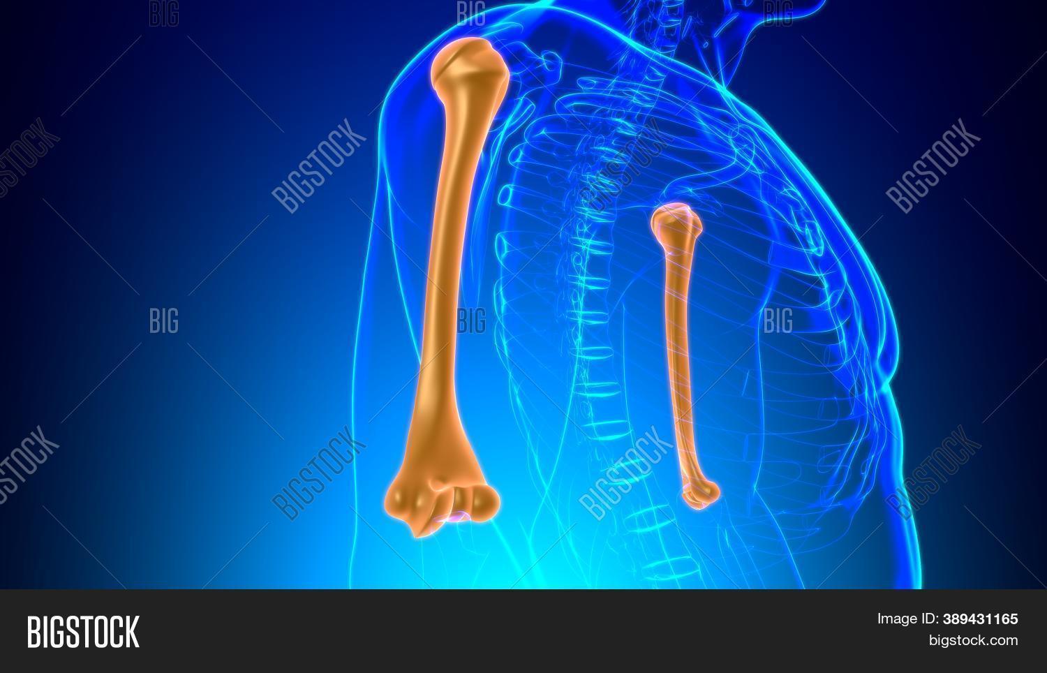 Human Skeleton Anatomy Image & Photo (Free Trial) | Bigstock