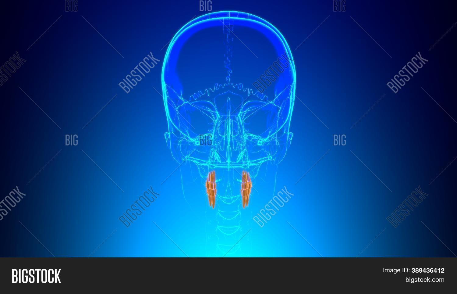 Human Teeth Premolars Image & Photo (Free Trial) | Bigstock