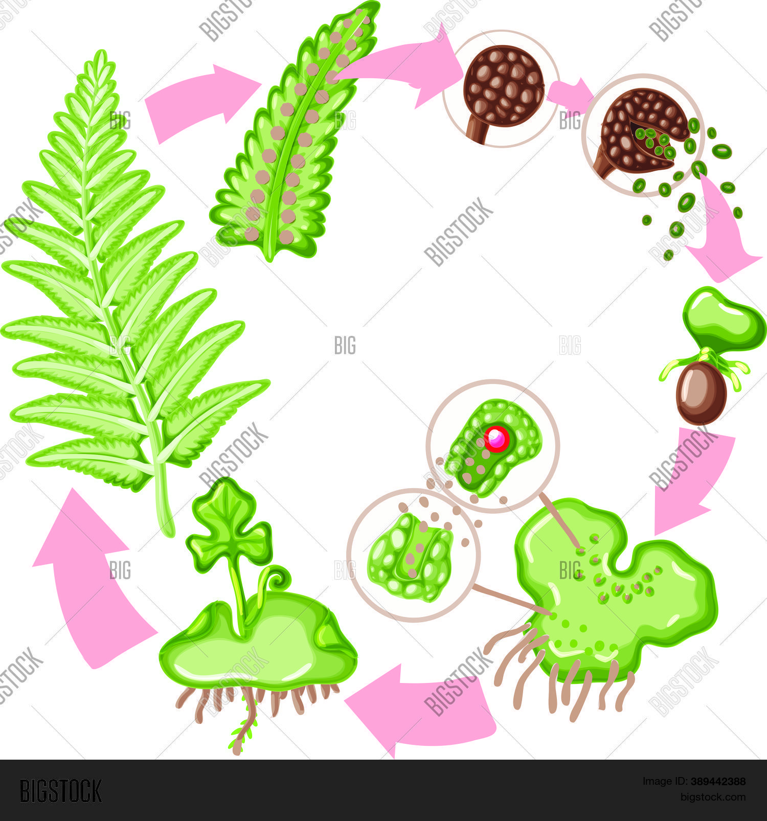 Nephrolepis Life Vector & Photo (Free Trial) | Bigstock