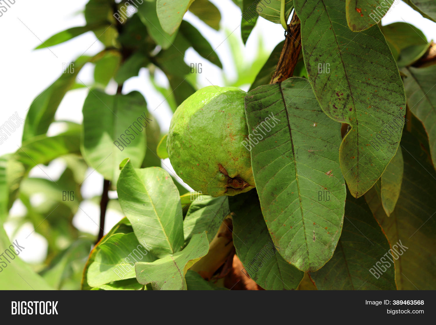Guava Fruits Tree, Image & Photo (Free Trial) | Bigstock