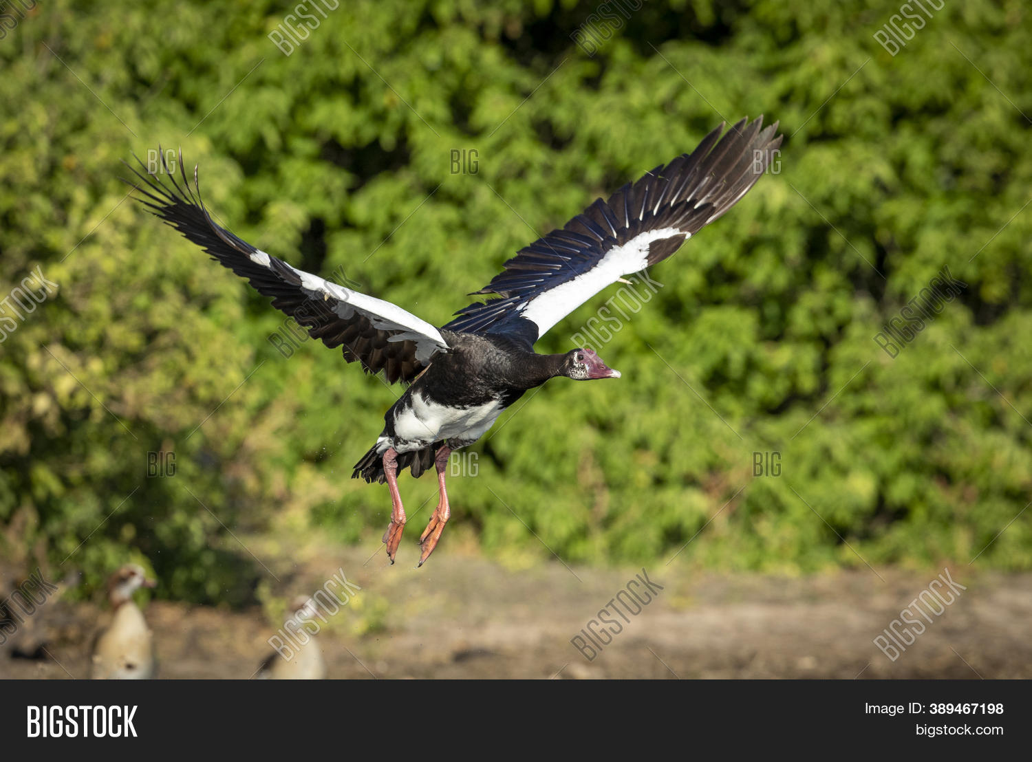 Spur Wing Goose Taking Image & Photo (Free Trial) | Bigstock