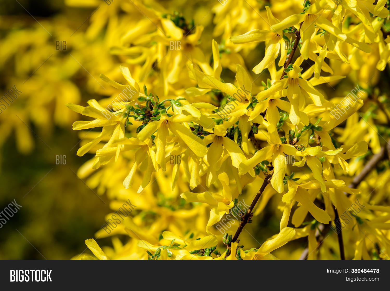 Close Large Bush Image & Photo (Free Trial) | Bigstock