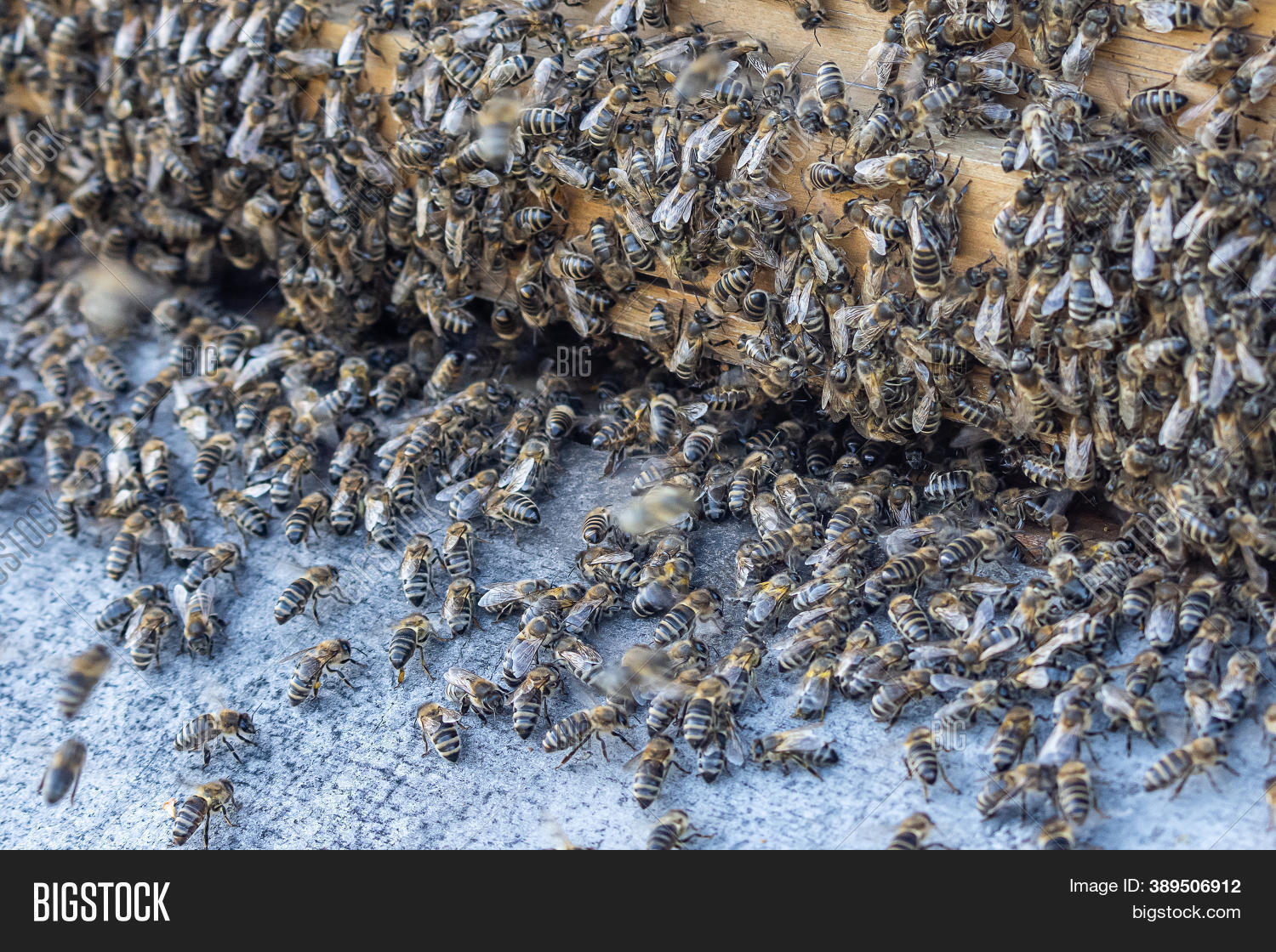 Close Huge Crowd Honey Image & Photo (Free Trial) | Bigstock