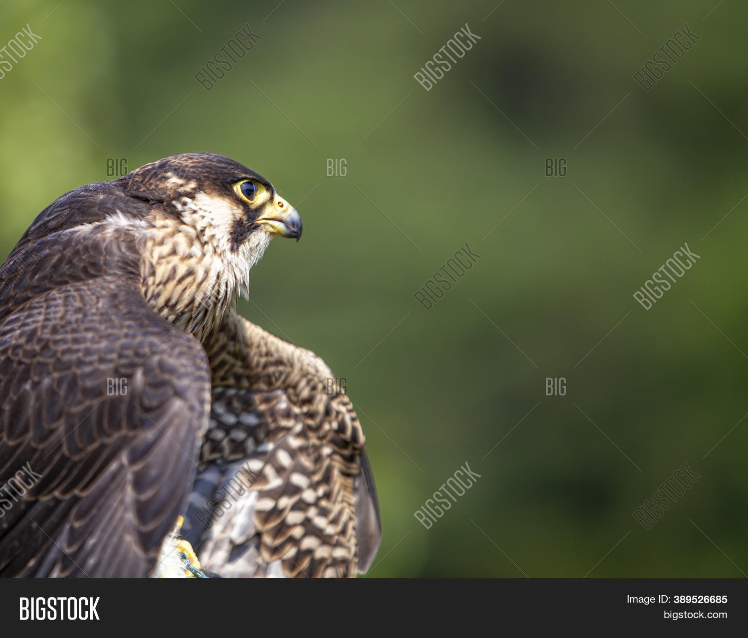 Falcon Eating Prey On Image & Photo (Free Trial) | Bigstock
