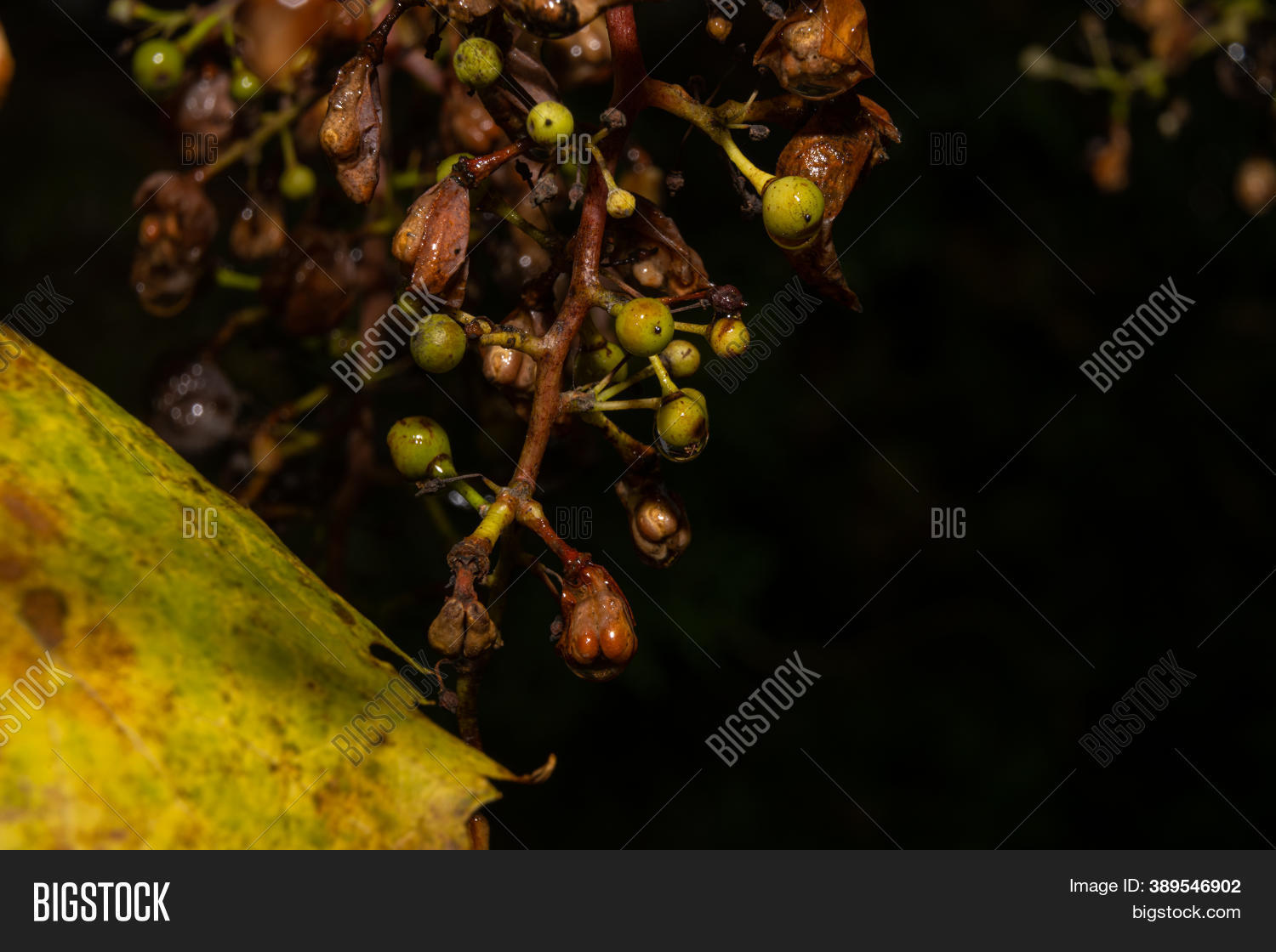 Closeup Picture Unripe Image & Photo (Free Trial) | Bigstock