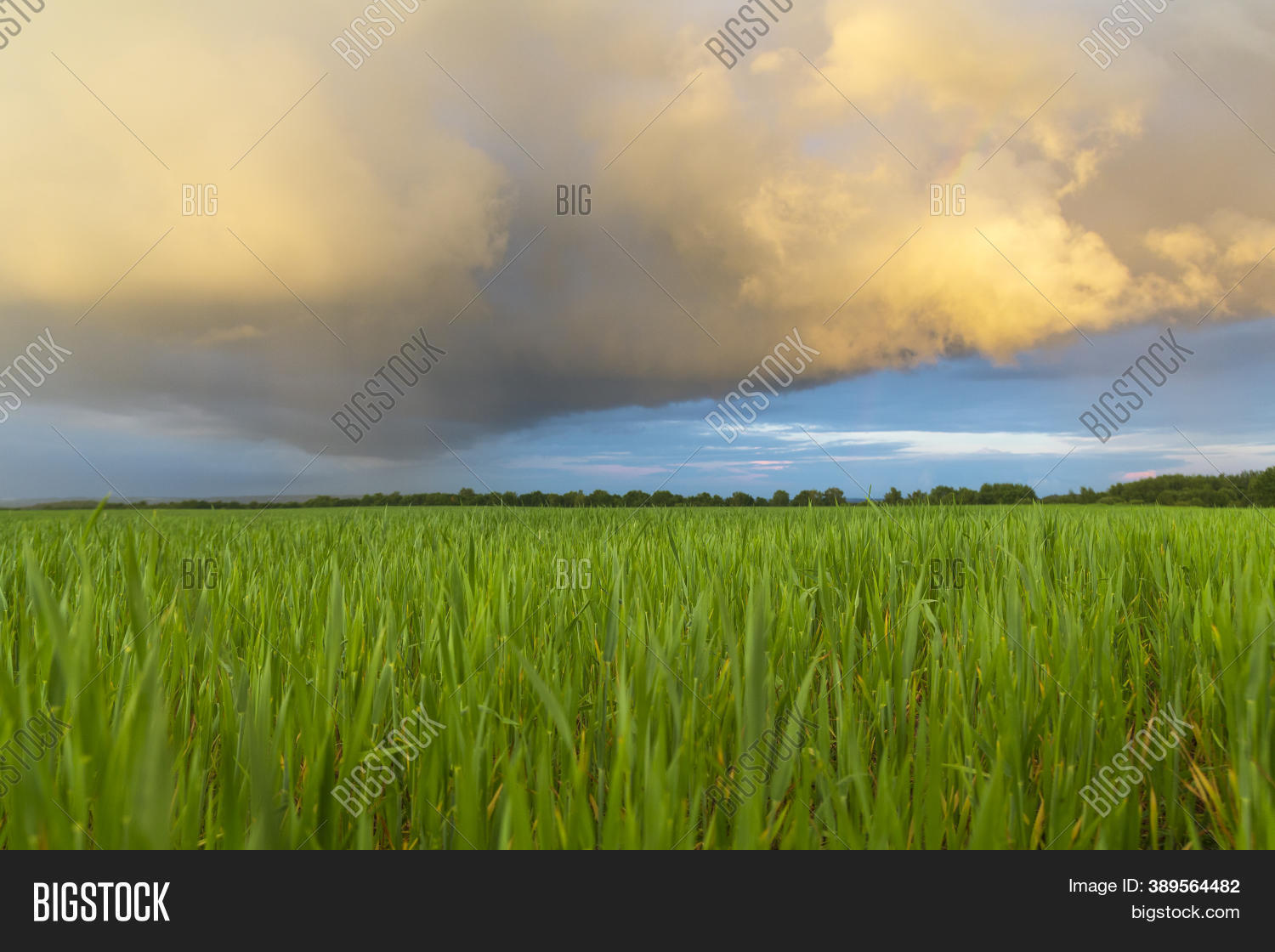 Huge Green Wheat Floor Image & Photo (Free Trial) | Bigstock