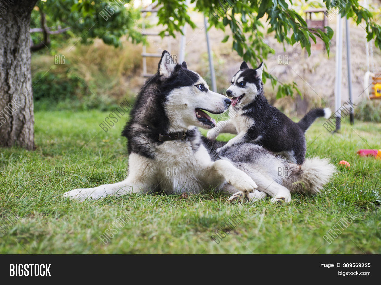 Siberian Husky Dog Image & Photo (Free Trial) | Bigstock