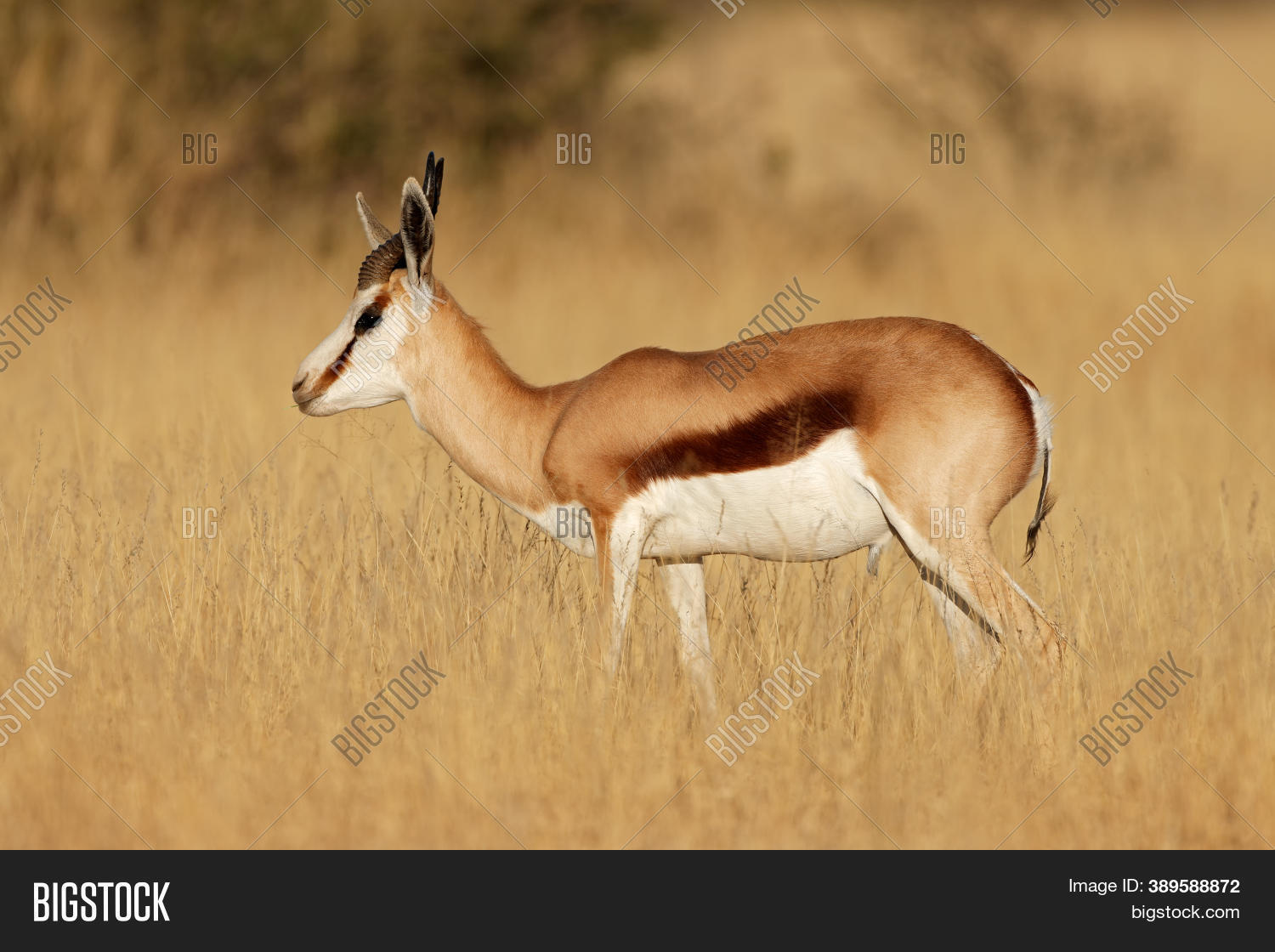 Springbok Antelope ( Image & Photo (Free Trial) | Bigstock