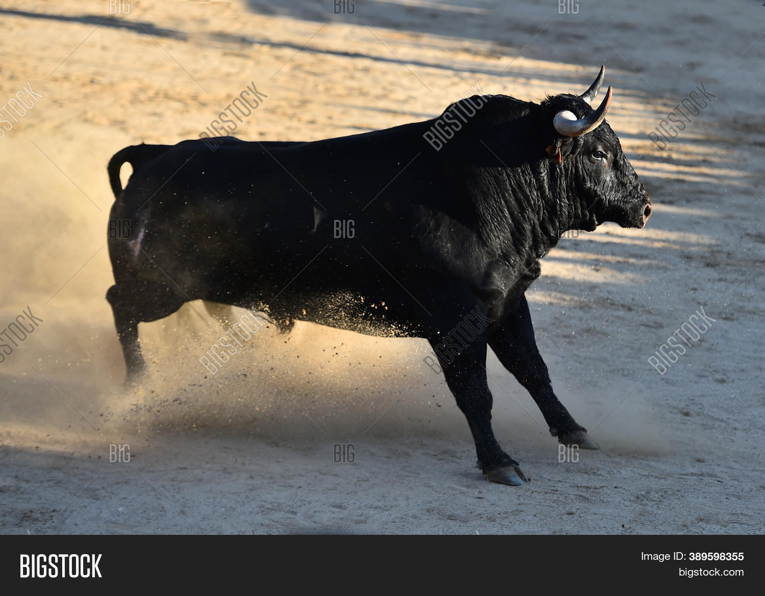 Strong Powerful Bull Image & Photo (Free Trial) | Bigstock