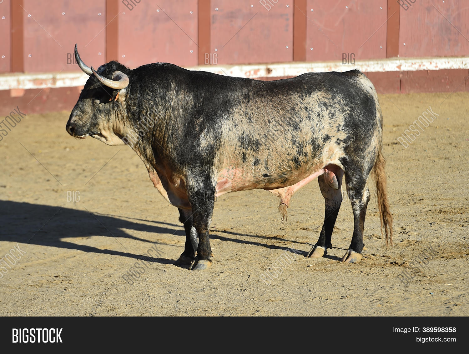 Strong Powerful Bull Image & Photo (Free Trial) | Bigstock