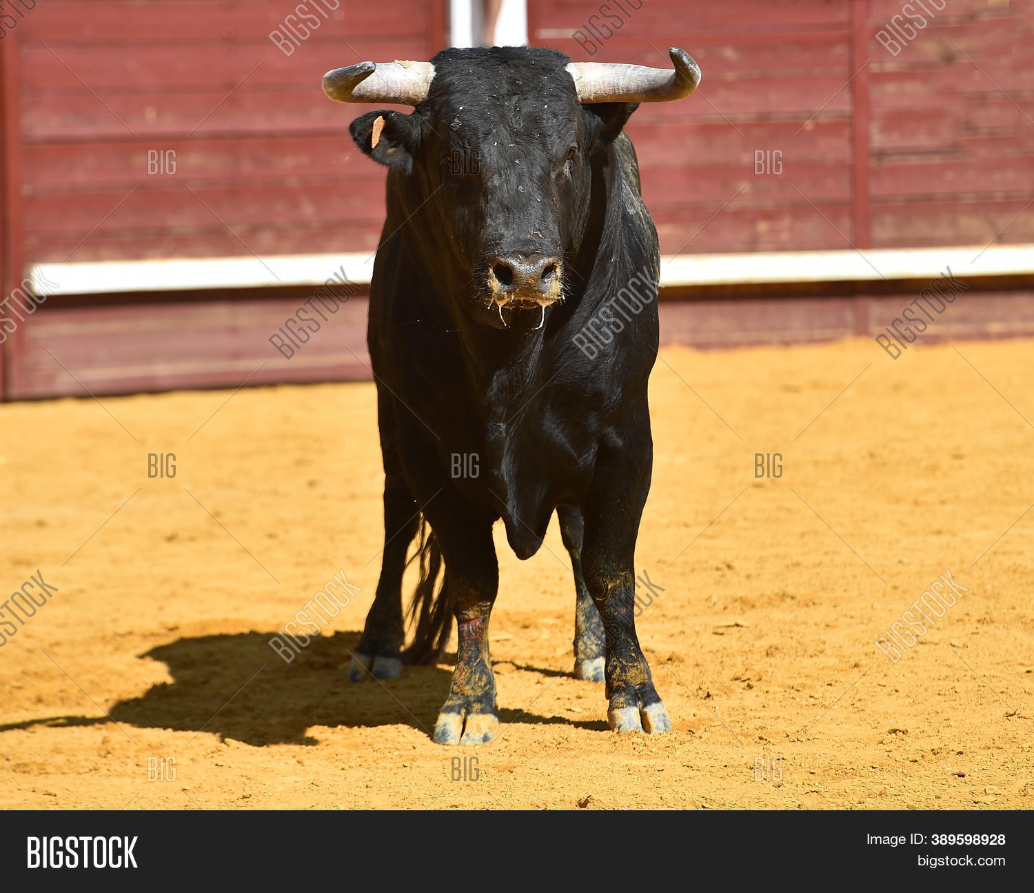 Strong Powerful Bull Image & Photo (Free Trial) | Bigstock