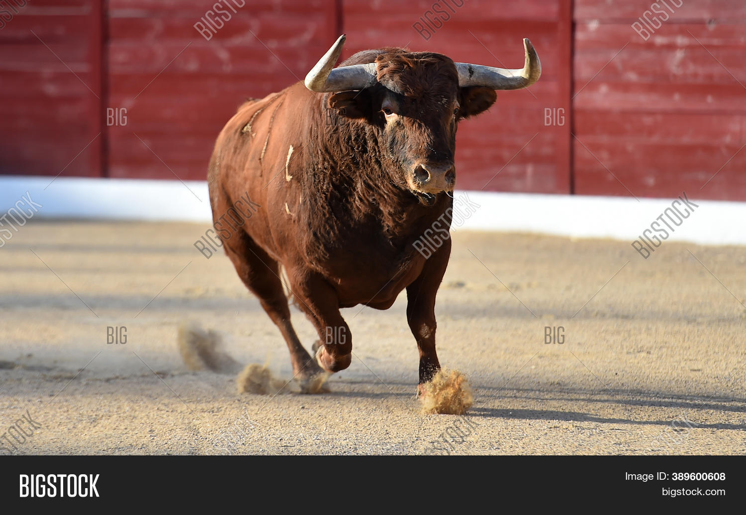 Strong Powerful Bull Image & Photo (Free Trial) | Bigstock