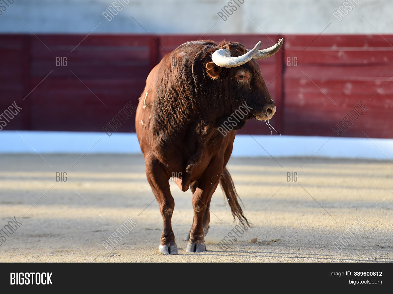Strong Powerful Bull Image & Photo (Free Trial) | Bigstock