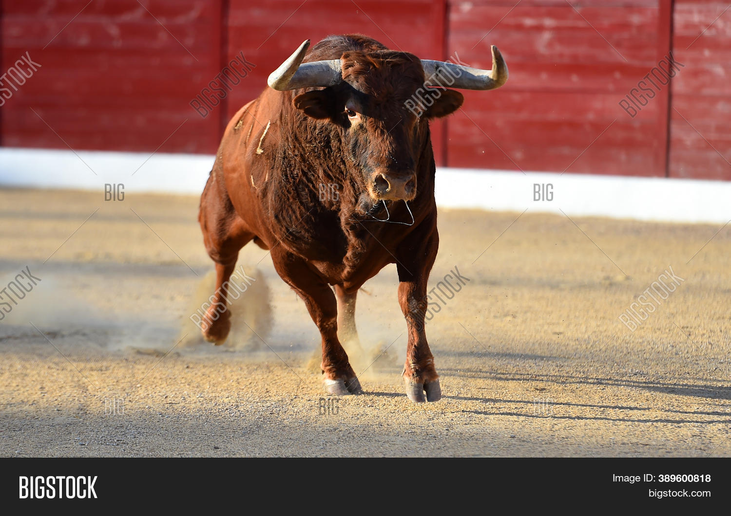 Strong Powerful Bull Image & Photo (Free Trial) | Bigstock