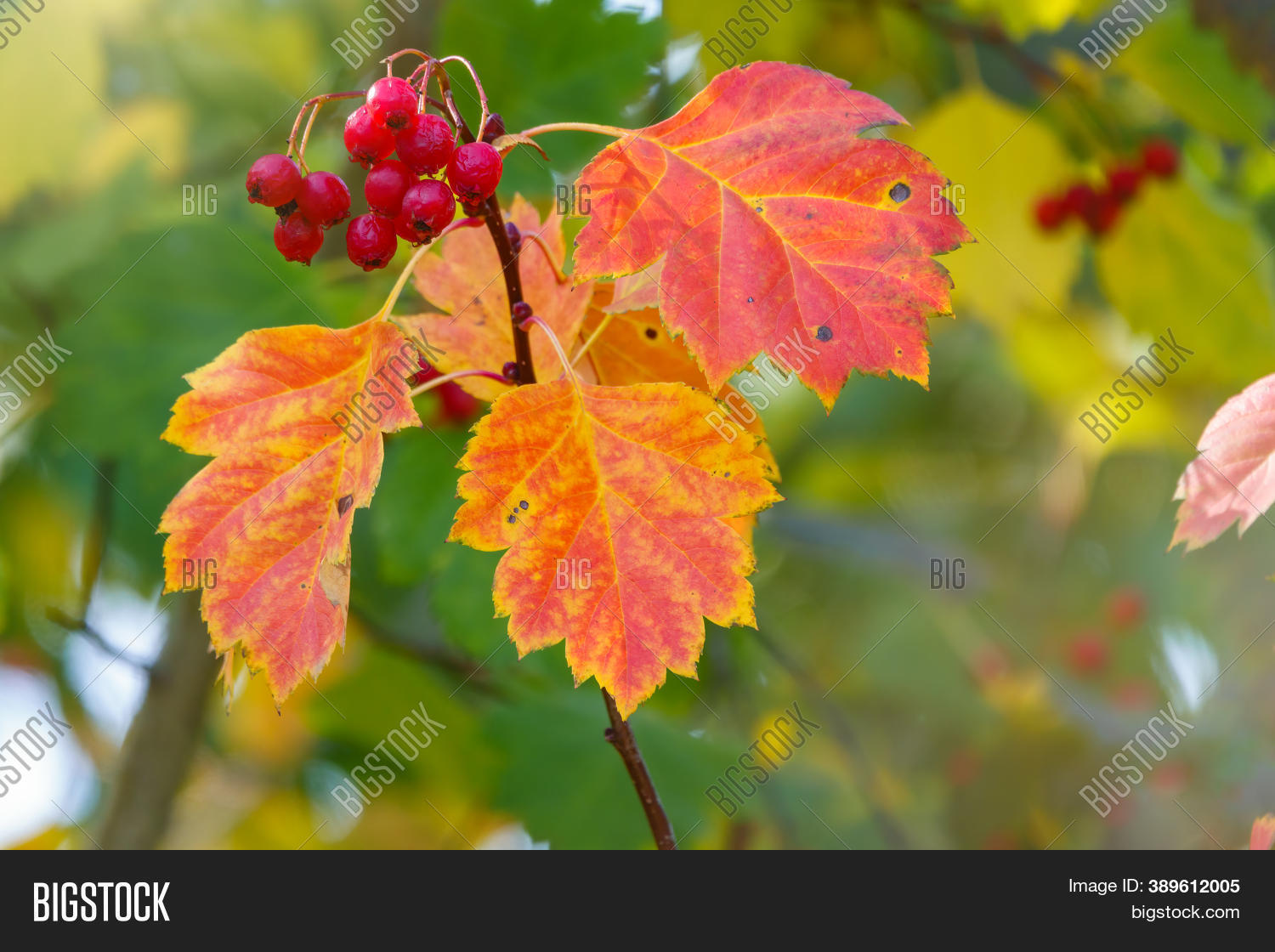 Autumn Hawthorn Branch Image & Photo (Free Trial) | Bigstock