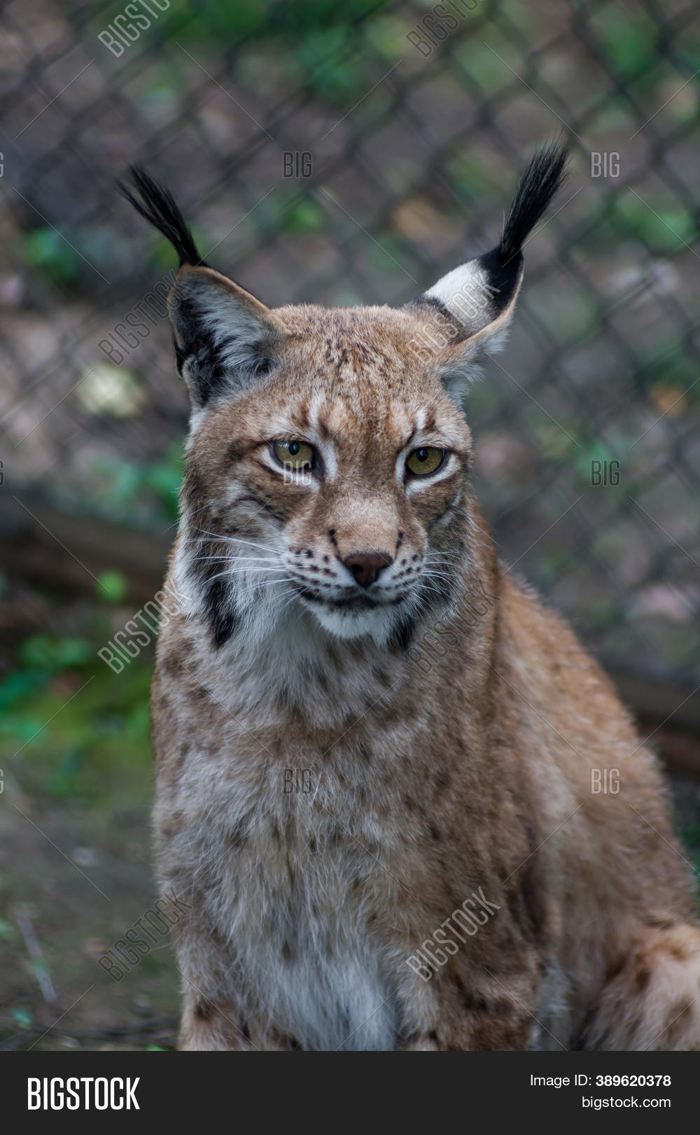 Siberian Lynx Known Image & Photo (Free Trial) | Bigstock
