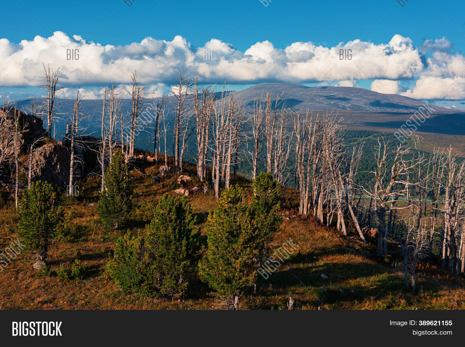 Landscape Dead Forest Image & Photo (Free Trial) | Bigstock