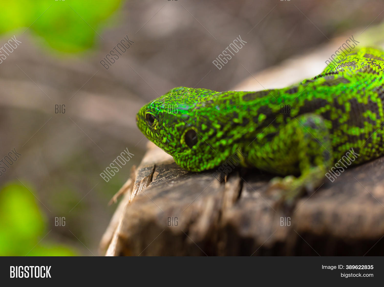 Green Spotted Lizard Image & Photo (Free Trial) | Bigstock