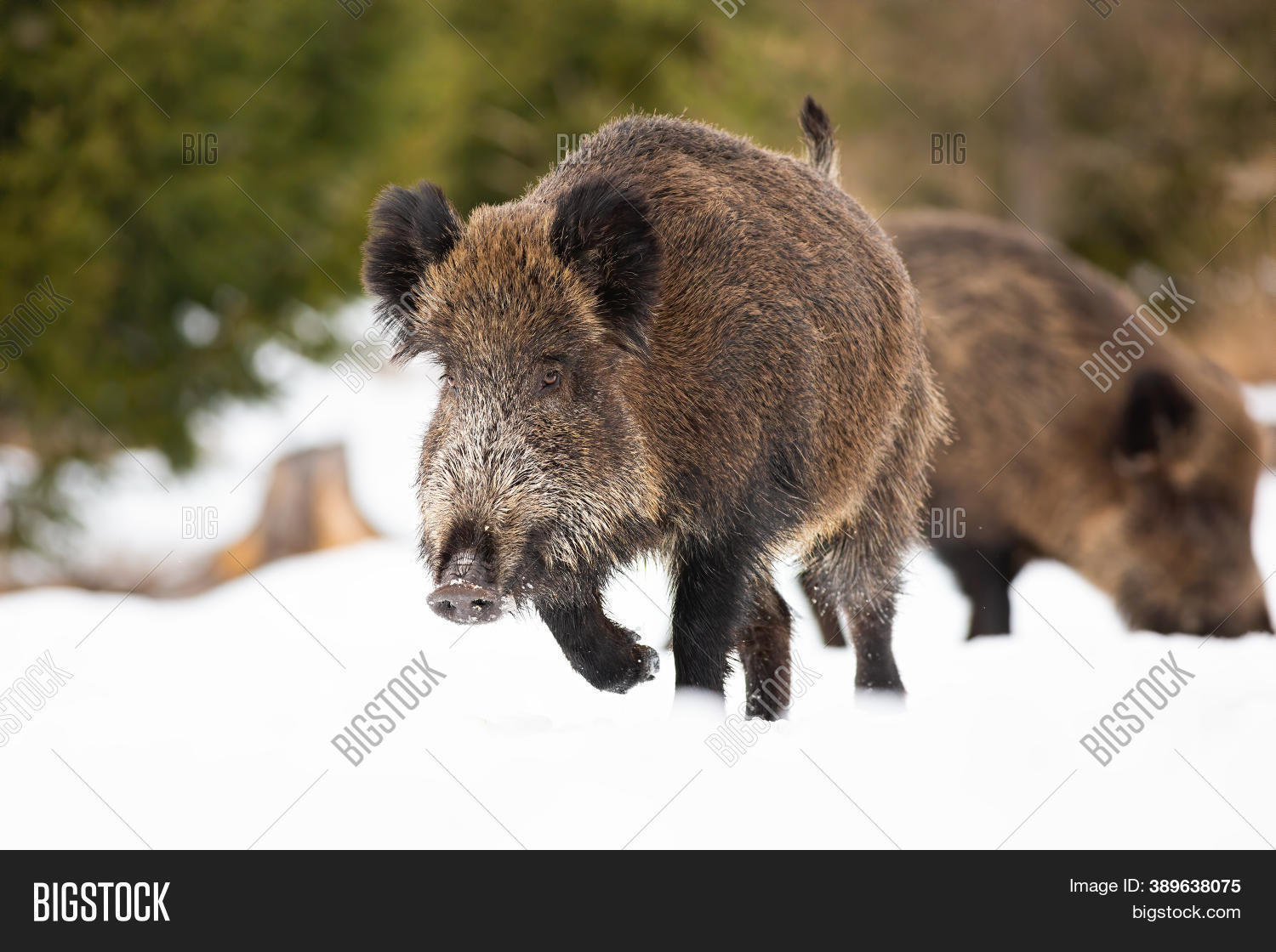 Wild Boar Running On Image & Photo (Free Trial) | Bigstock