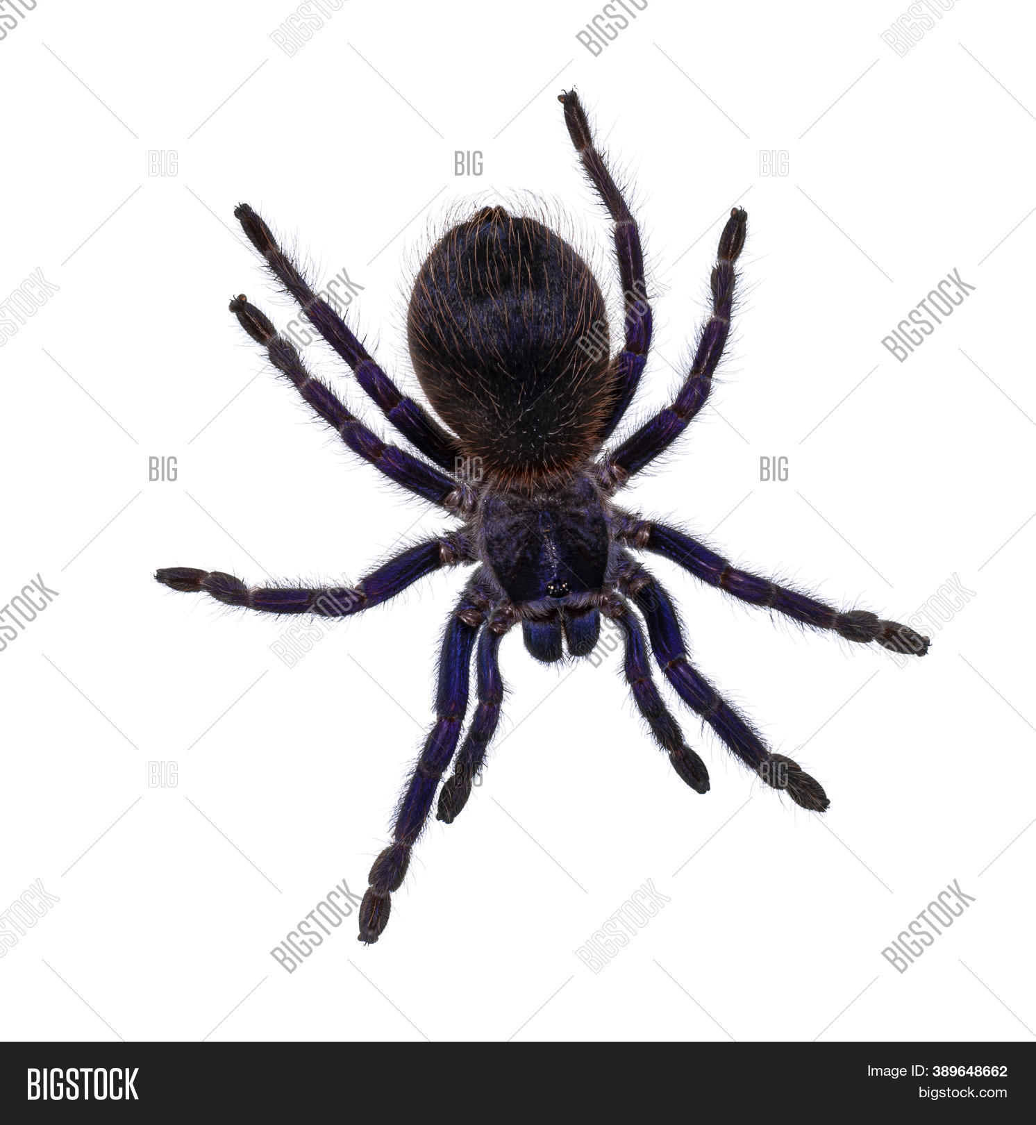 Top View Brazilian Image & Photo (Free Trial) | Bigstock