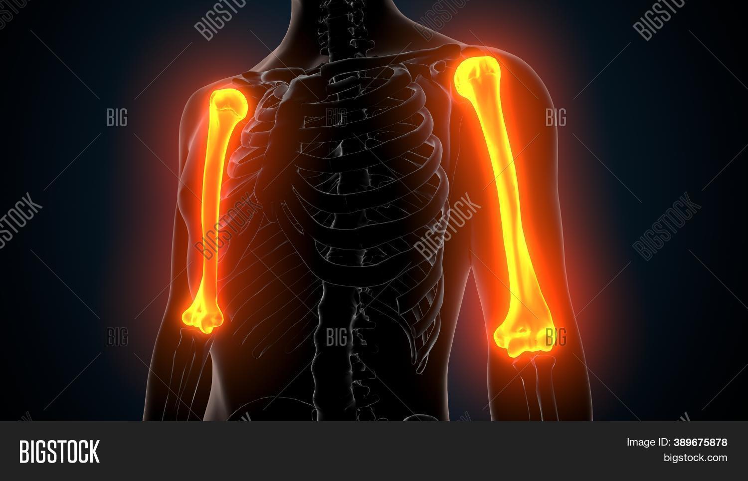 3d Illustration Human Image & Photo (Free Trial) | Bigstock