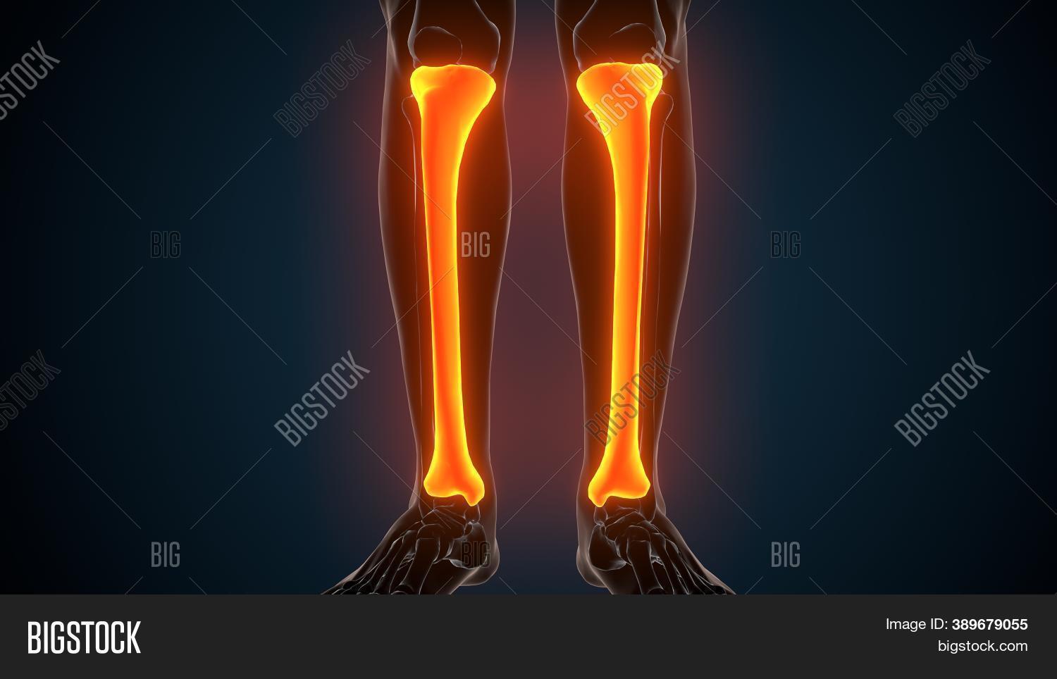 3d Illustration Human Image & Photo (Free Trial) | Bigstock