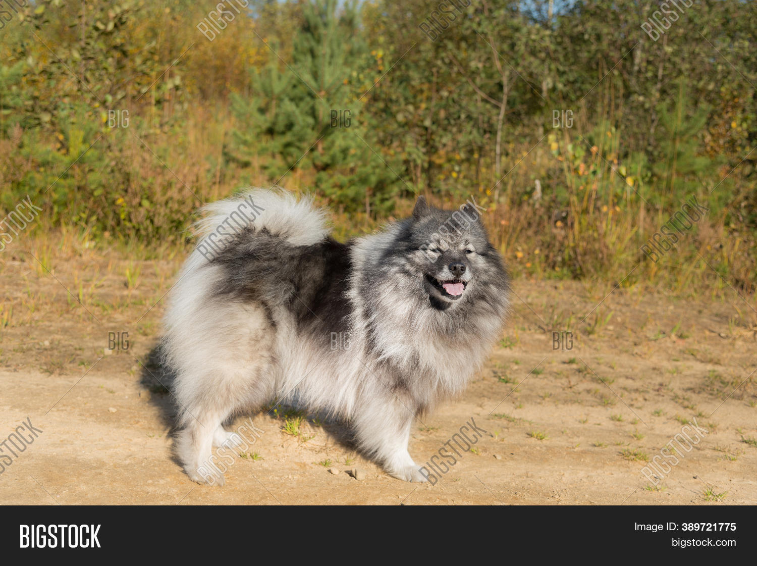 Smiling Keeshond Image & Photo (Free Trial) | Bigstock