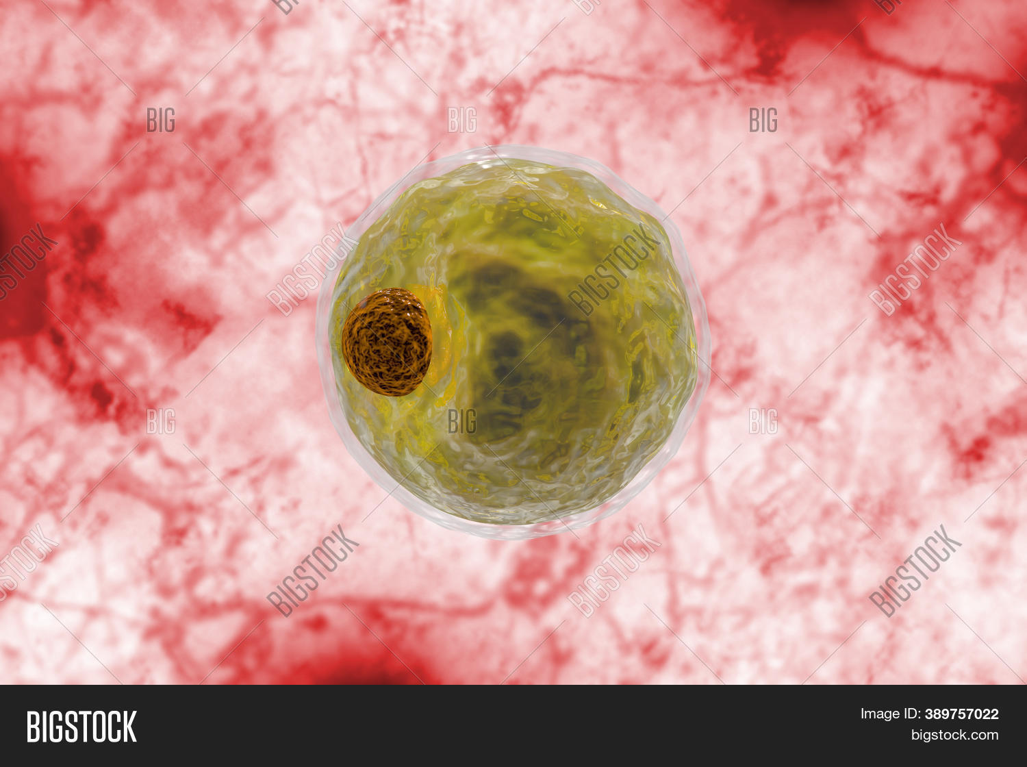 Healthy White Human Image & Photo (Free Trial) | Bigstock