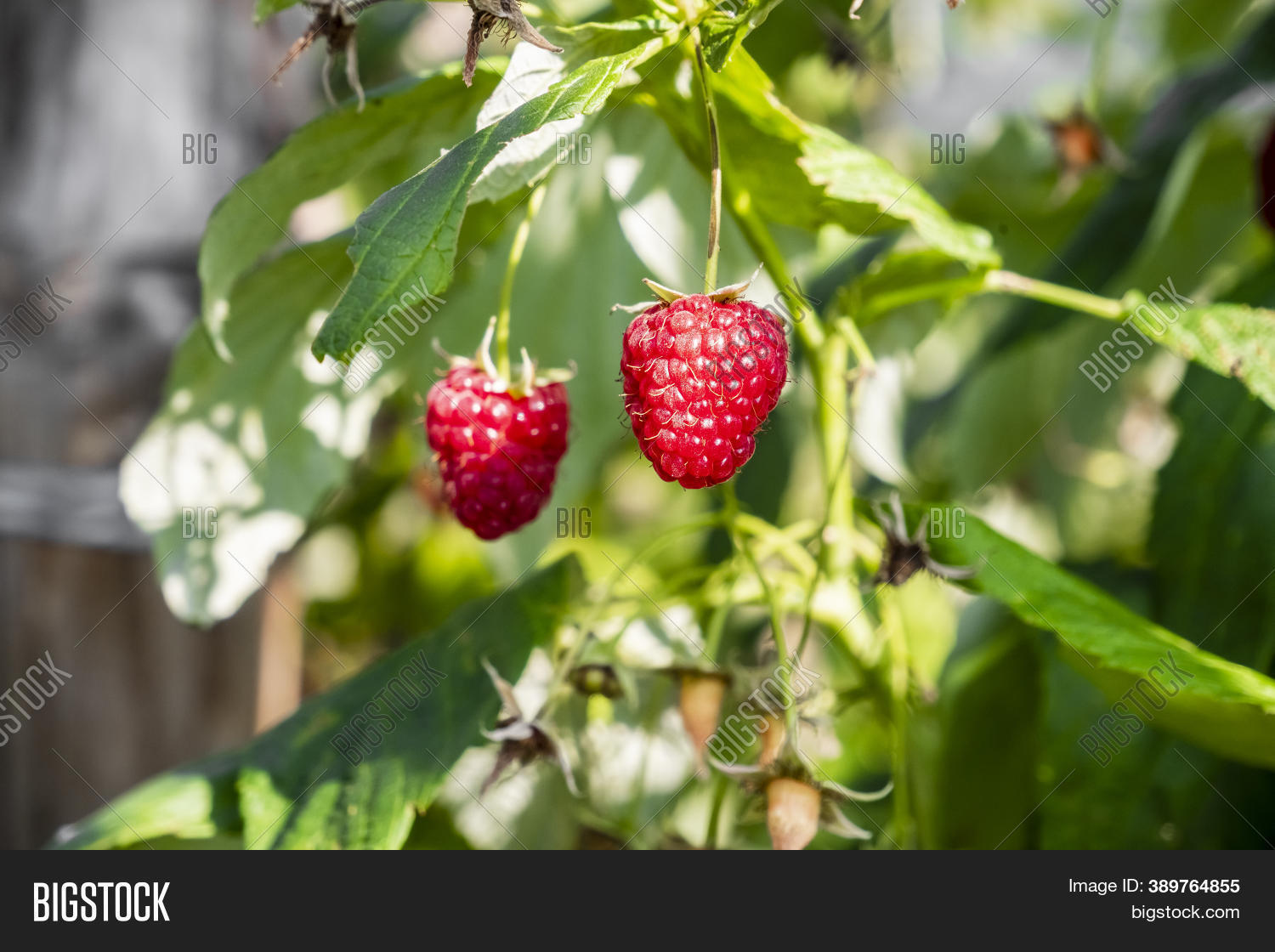 Raspberry Plantation. Image & Photo (Free Trial) | Bigstock