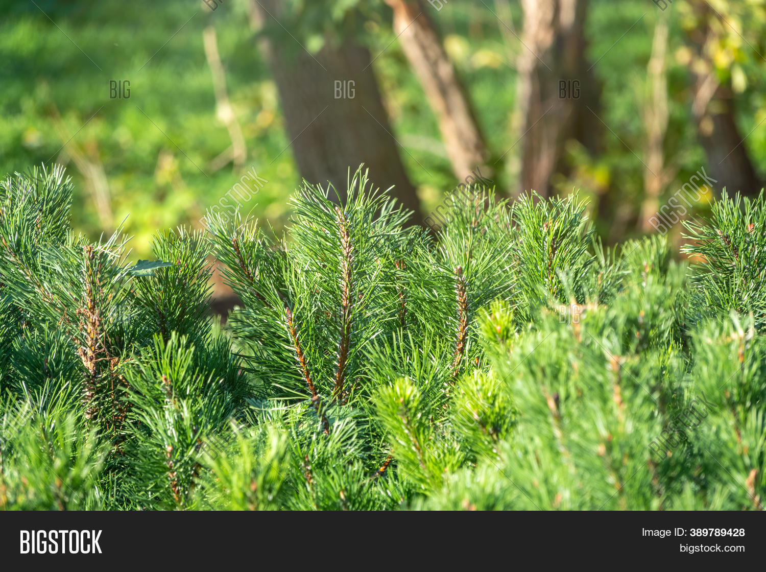 Young Green Pine Trees Image & Photo (Free Trial) | Bigstock