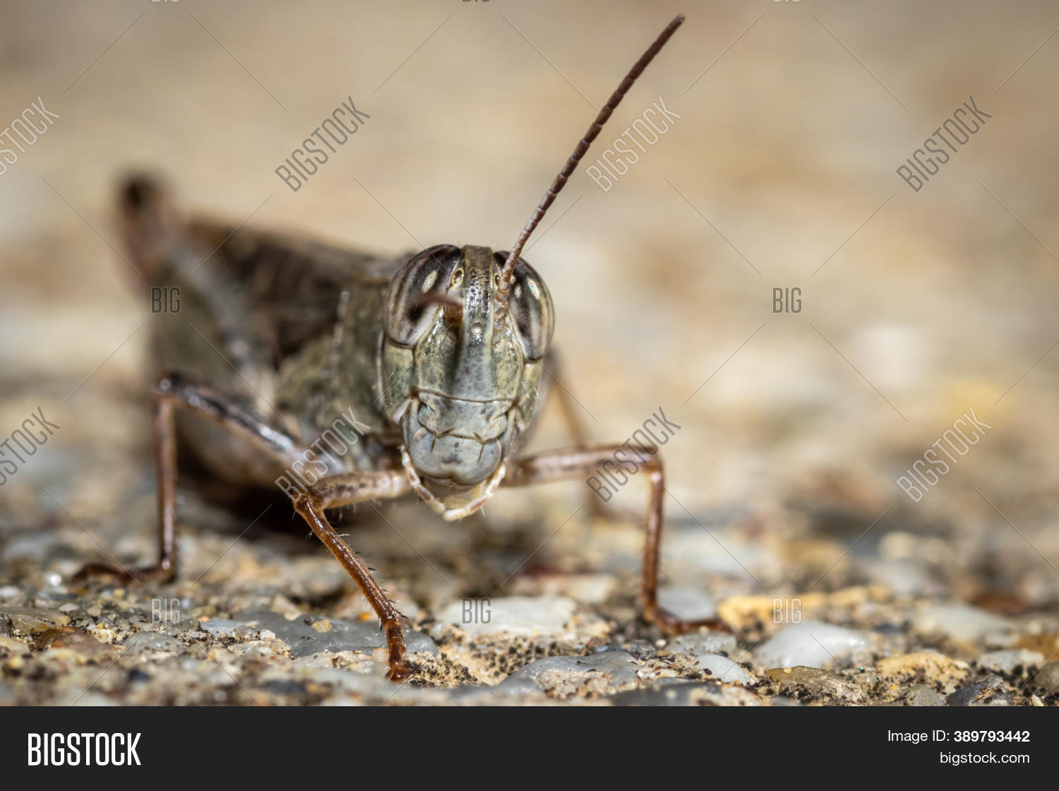 Detailed Locust Close Image & Photo (Free Trial) | Bigstock