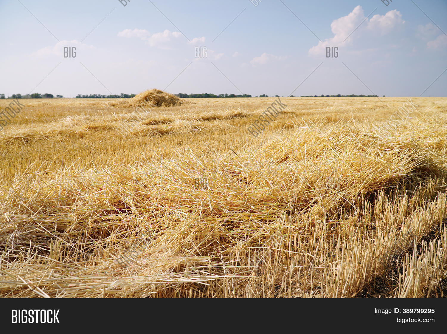 Beautiful Dry Stubble Image & Photo (Free Trial) | Bigstock