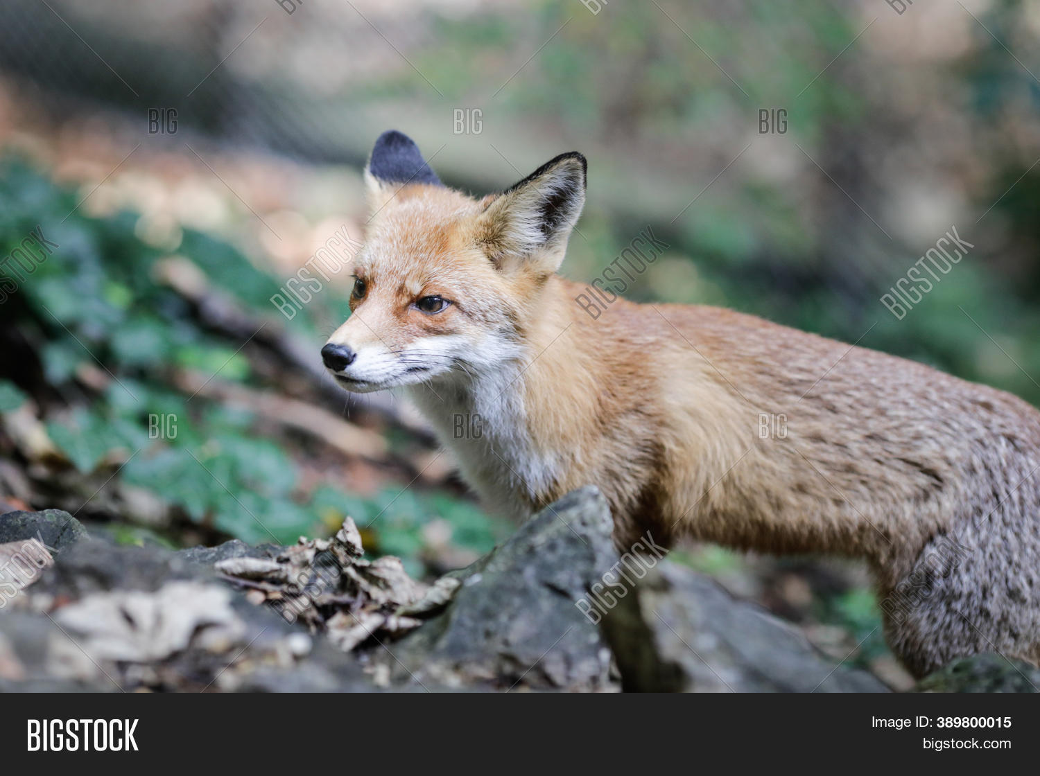 Red Fox Walking Close Image & Photo (Free Trial) | Bigstock