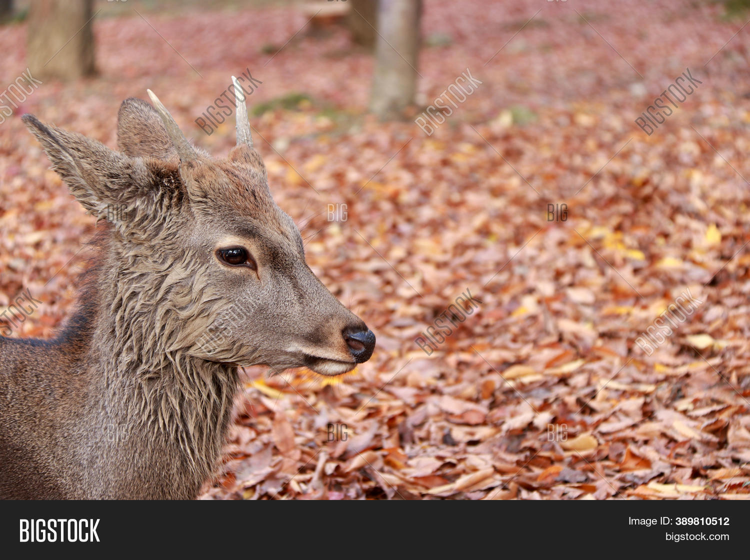 Closeup Deer Antler Image & Photo (Free Trial) | Bigstock
