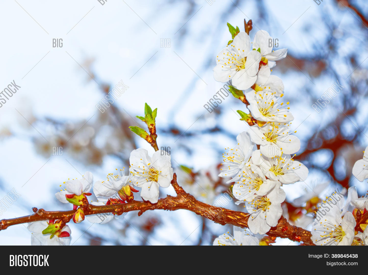 Nature. Blossoming Image & Photo (Free Trial) | Bigstock