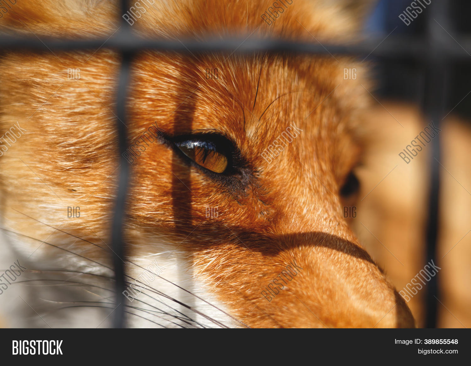 Portrait Sad Fox Cage Image & Photo (Free Trial) | Bigstock