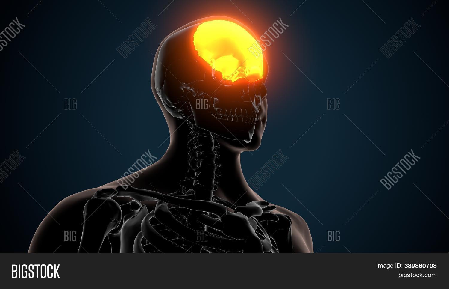 3d Illustration Human Image & Photo (Free Trial) | Bigstock