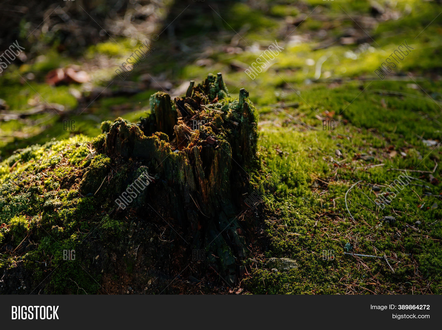 Old Rotten Tree Stump Image & Photo (Free Trial) | Bigstock
