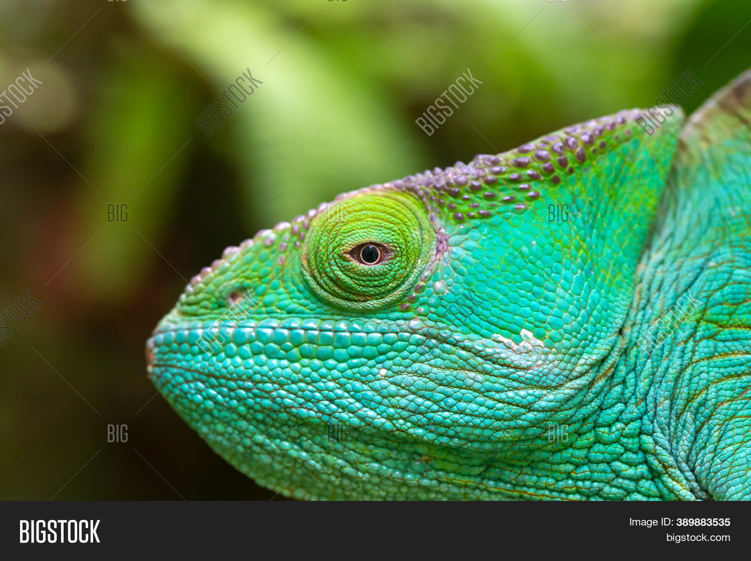 Close-, Macro Shot Image & Photo (Free Trial) | Bigstock