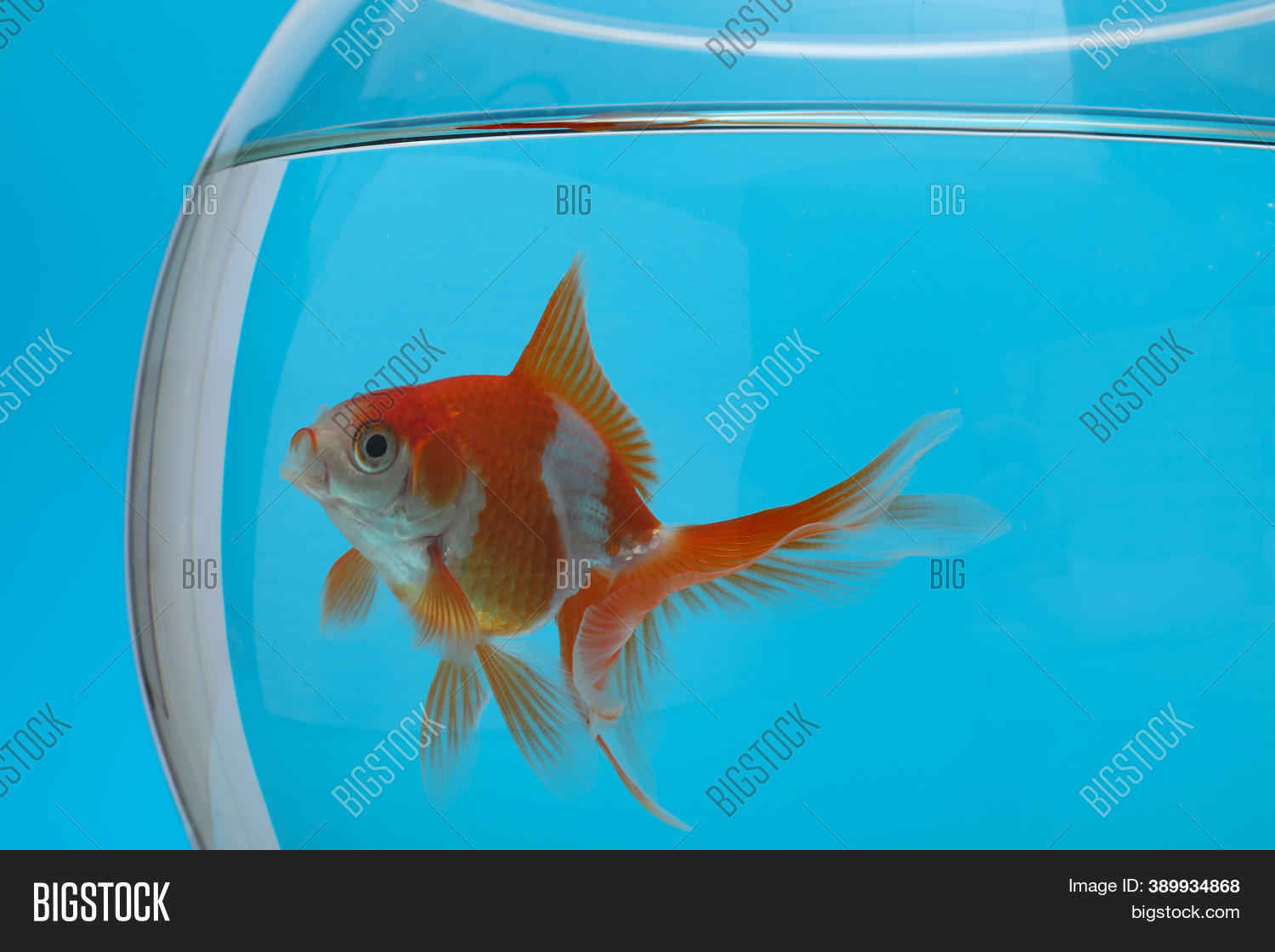 Beautiful Goldfish Image & Photo (Free Trial) | Bigstock