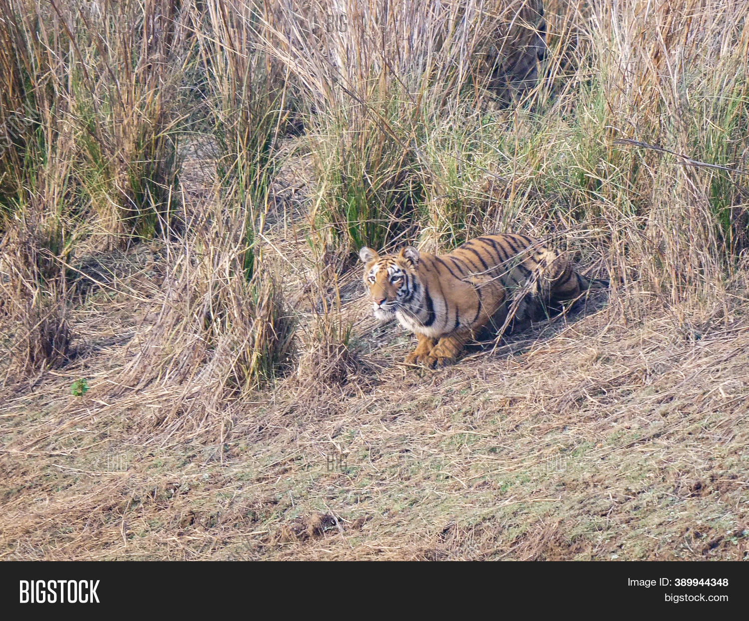 Tiger Cub Crouching Image & Photo (Free Trial) | Bigstock